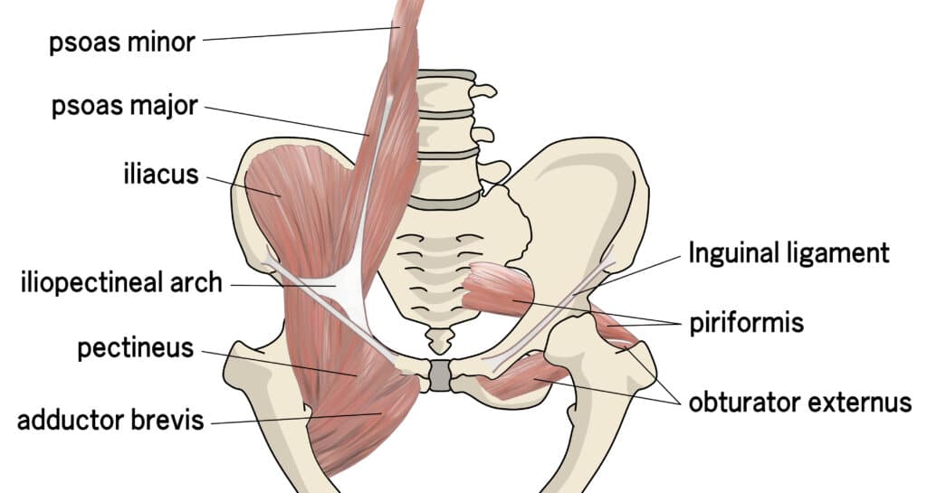 Hip Flexor Strain Symptoms Treatments Recovery