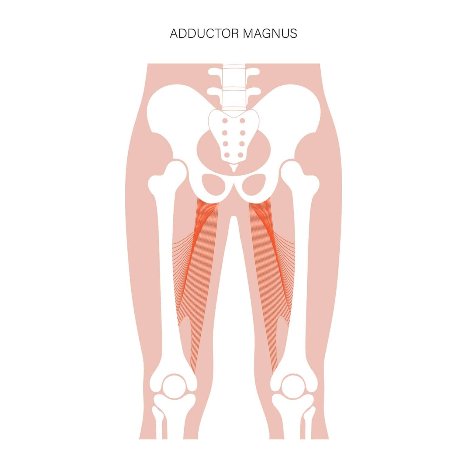 Adductor Strain - CARESPACE Health+Wellness