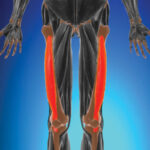 Distal Quad Tendinopathy - CARESPACE Health+Wellness